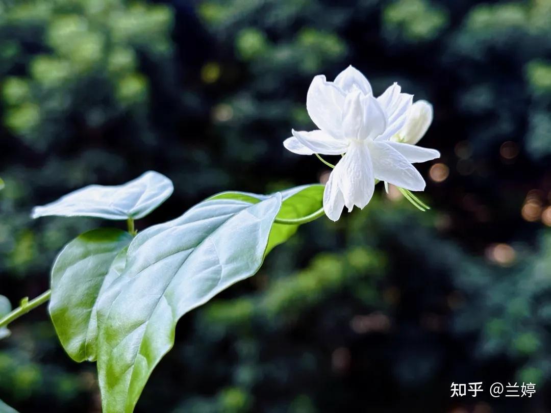 青莲童子Blotus 的想法: 失眠成因 | 维护身体平衡有一个临界点，过了这个临界点，比如体力透支、过度用脑、阴阳失衡、肝血不足、精血亏虚 ...