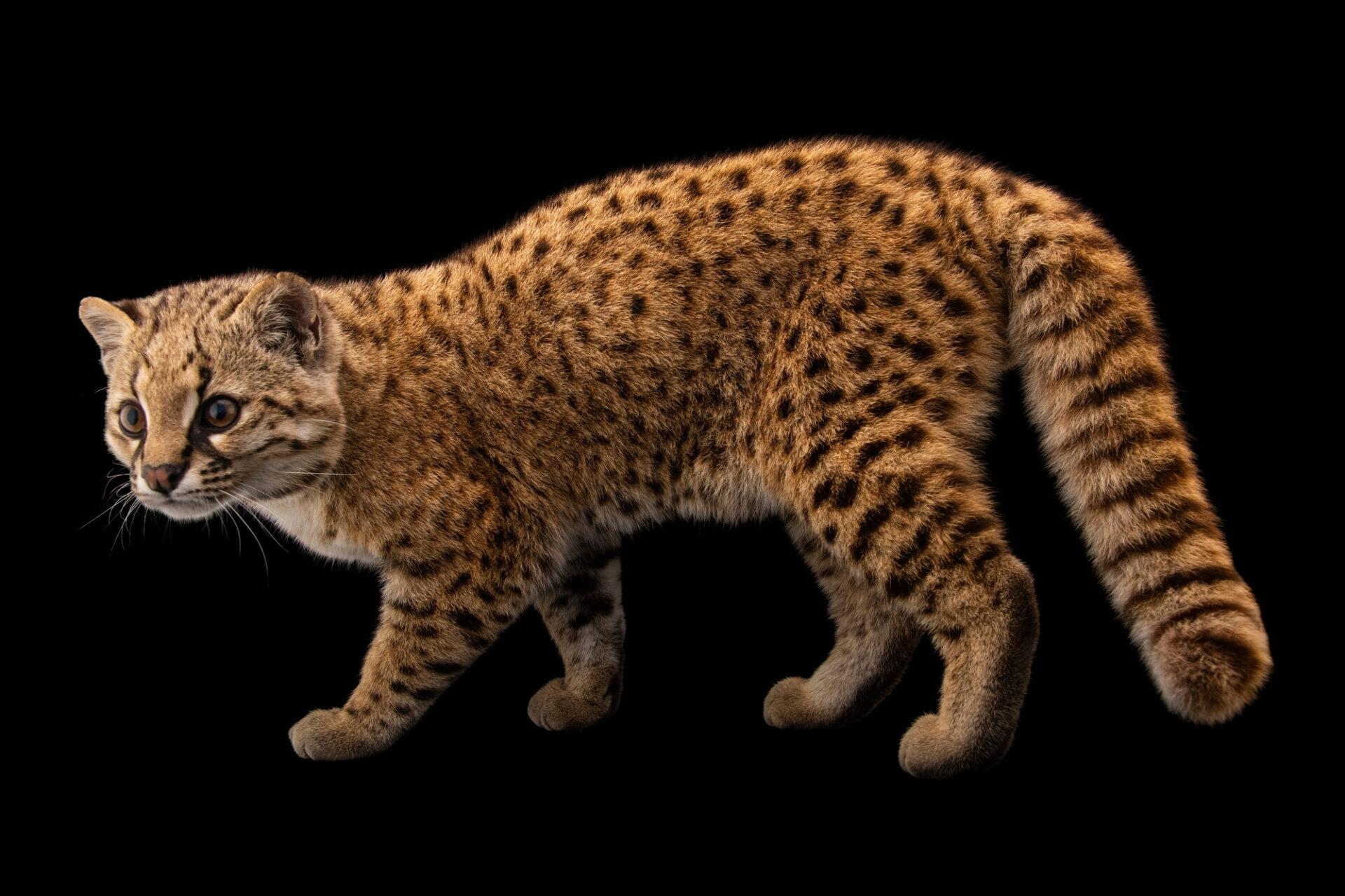 三眼乌鸦 的想法: 南美丛林里的袖珍猎手：南美林虎猫（ guigna/kodkod） | 南美林虎猫（Leopardus guigna），是虎 ...