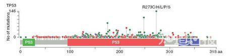 著名抑癌基因TP53的突变和药物 - 知乎