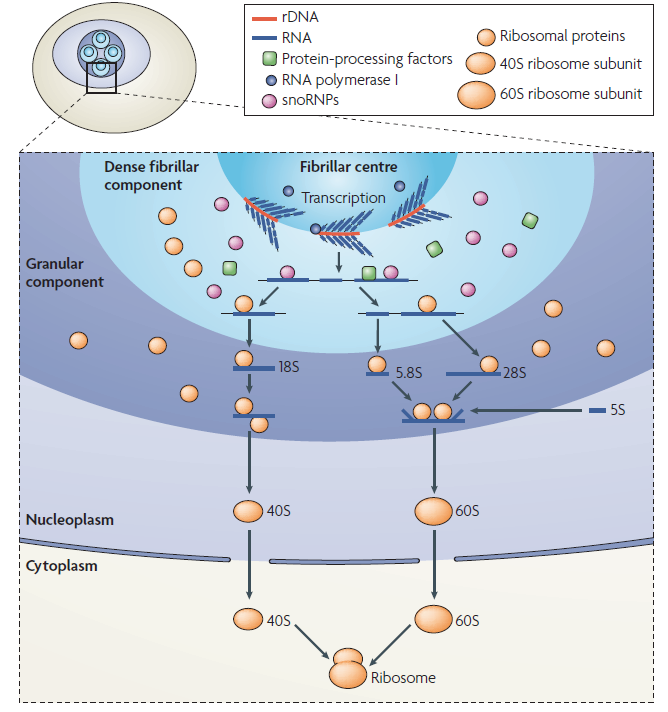 核仁里到底有个啥？ - 知乎