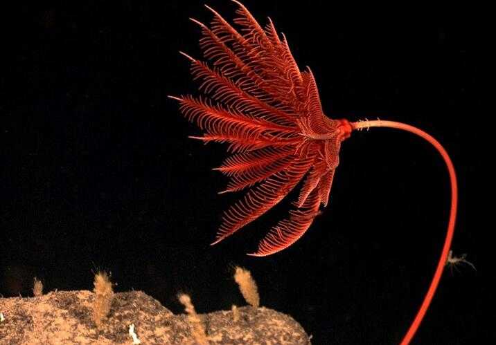 寒武纪都有哪些生物？ - 知乎