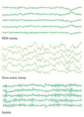 睡眠可以帮助大脑整理白天学过的知识吗？ - 知乎