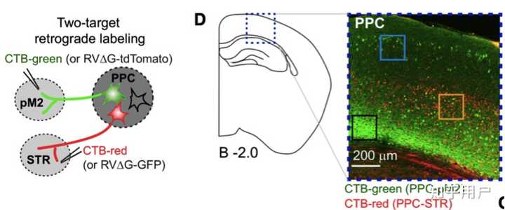 一个神经科学领域非常好的技术问题? - 知乎