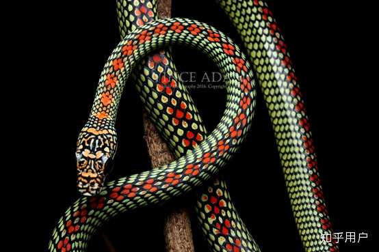 中国有飞蛇吗? - 知乎