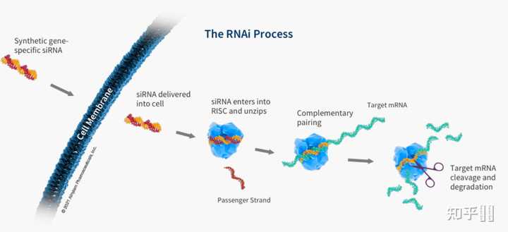 首个基于 RNA 干扰（RNAi）技术的药物 20 年后才获批上市，药物研发中主要的困难在哪？ - 知乎