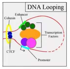 三维基因组学研究的是什么？什么是 Hi-C 技术？为什么 Hi-C 技术这么火？ - 知乎