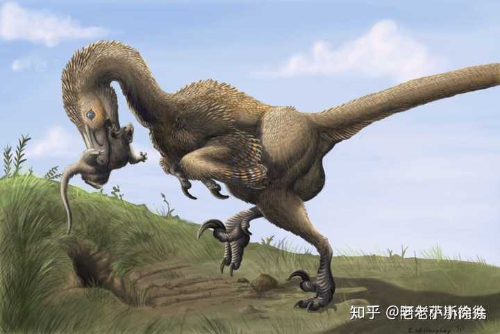 鸡是由恐龙演化而来的吗？ - 知乎