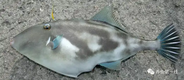 国内外有哪些好的海洋生物图鉴？ - 知乎