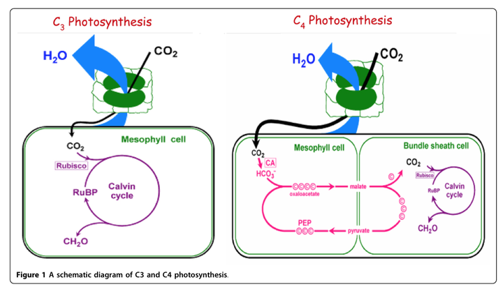 为什么C4植物光合速率比C3植物高？ - 知乎