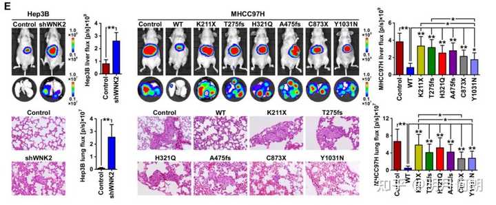 活体成像怎么定量 in vivo imaging？ - 知乎