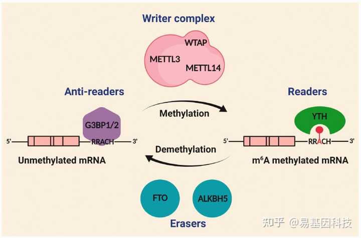 如何知道一个基因的相关信息，比如，上下游调控基因，这个基因相关的疾病，甚至是转录因子等情况？ - 知乎