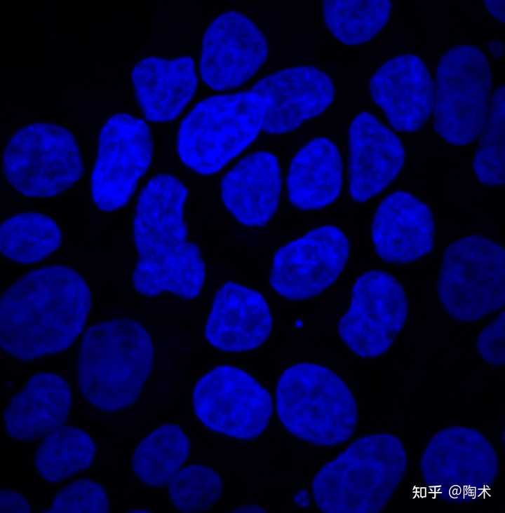 用一种活体染色剂对细胞进行染色，为什么不能同时观察到线粒体，高尔基体等多种细胞器？ - 知乎