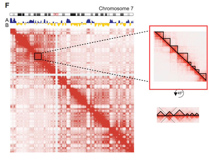 三维基因组学研究的是什么？什么是 Hi-C 技术？为什么 Hi-C 技术这么火？ - 知乎