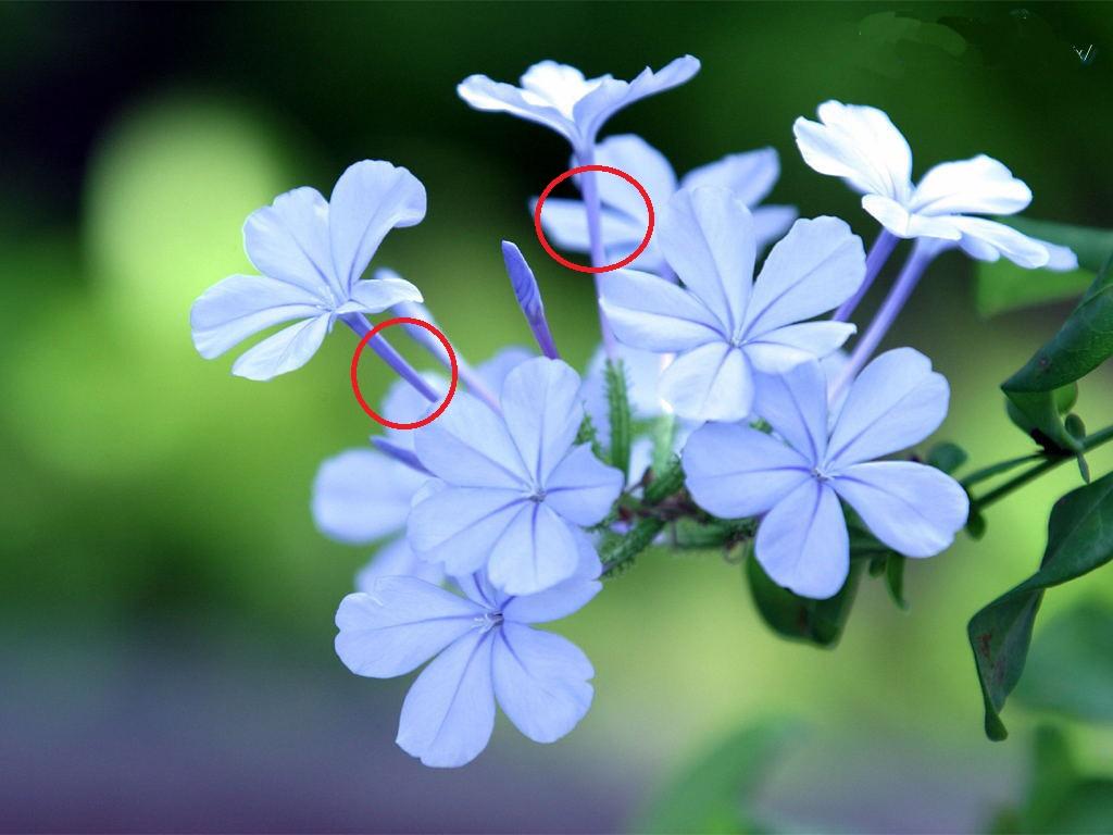 什麼是花筒、花萼筒、花冠筒？ - GetIt01