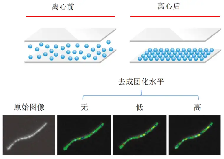 微生物单细胞研究的助力神器——微生物细胞计数_生物器材网