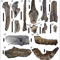 阿尔萨斯肉丸 的想法: “最后的骇鸟”——裸翼鸟(Psilopterus) … - 知乎