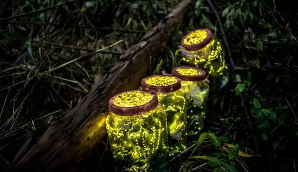 全球10大美到丧心病狂的地方，萤火虫美成了灯光 - 知乎