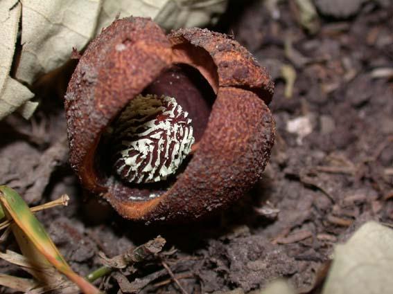 被子植物APG IV分类法述评 - 知乎