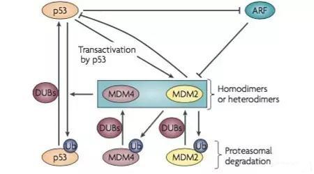 p53是怎么诱发促进肿瘤生长的？ - 知乎