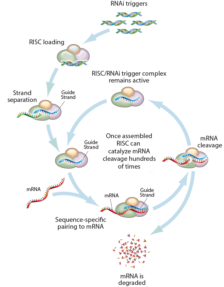 生物疗法RNAi：拨云见日 曙光初现 - 知乎
