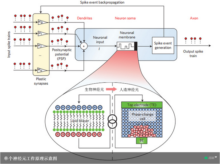 IBM发明世界首个人造神经元 可制造认知学习芯片 - 知乎