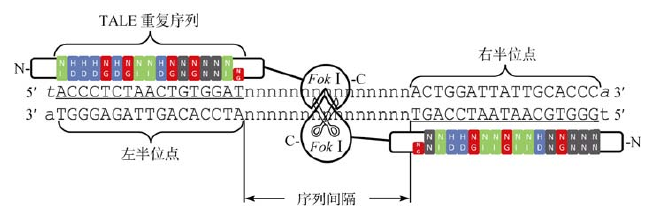基因组编辑技术发展概述 - 知乎
