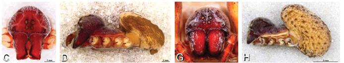 四饼！胡了！（蜘蛛目 隆头蛛科：Eresidae） - 知乎