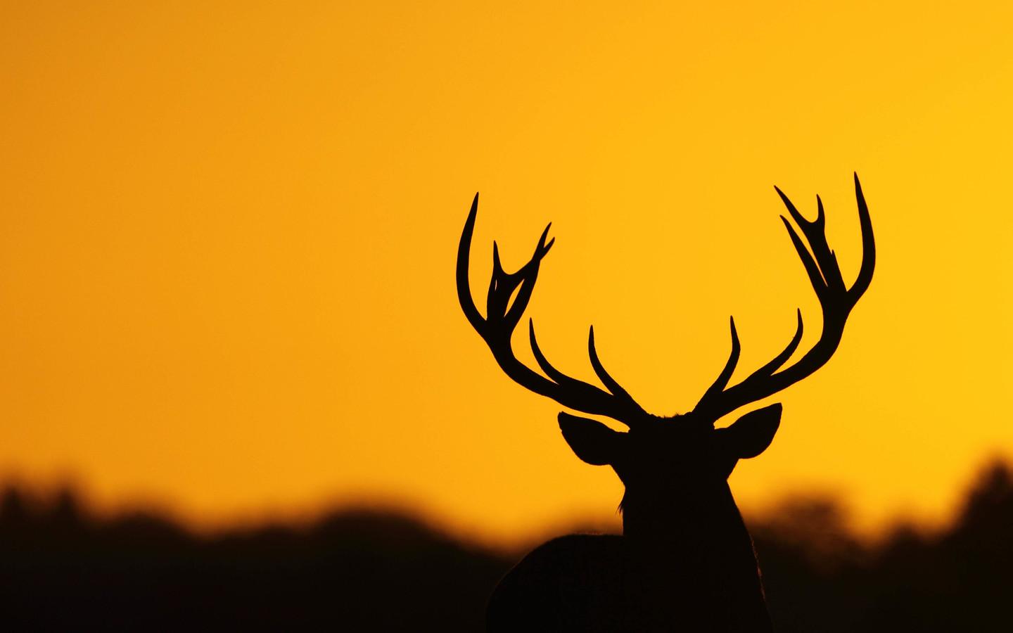 在哪里可以找到类似的壁纸，单纯鹿形象的，最好不是真实鹿？ - 知乎