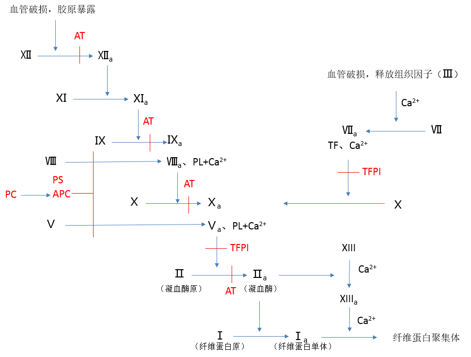 人体凝血是怎么触发的？ 知乎