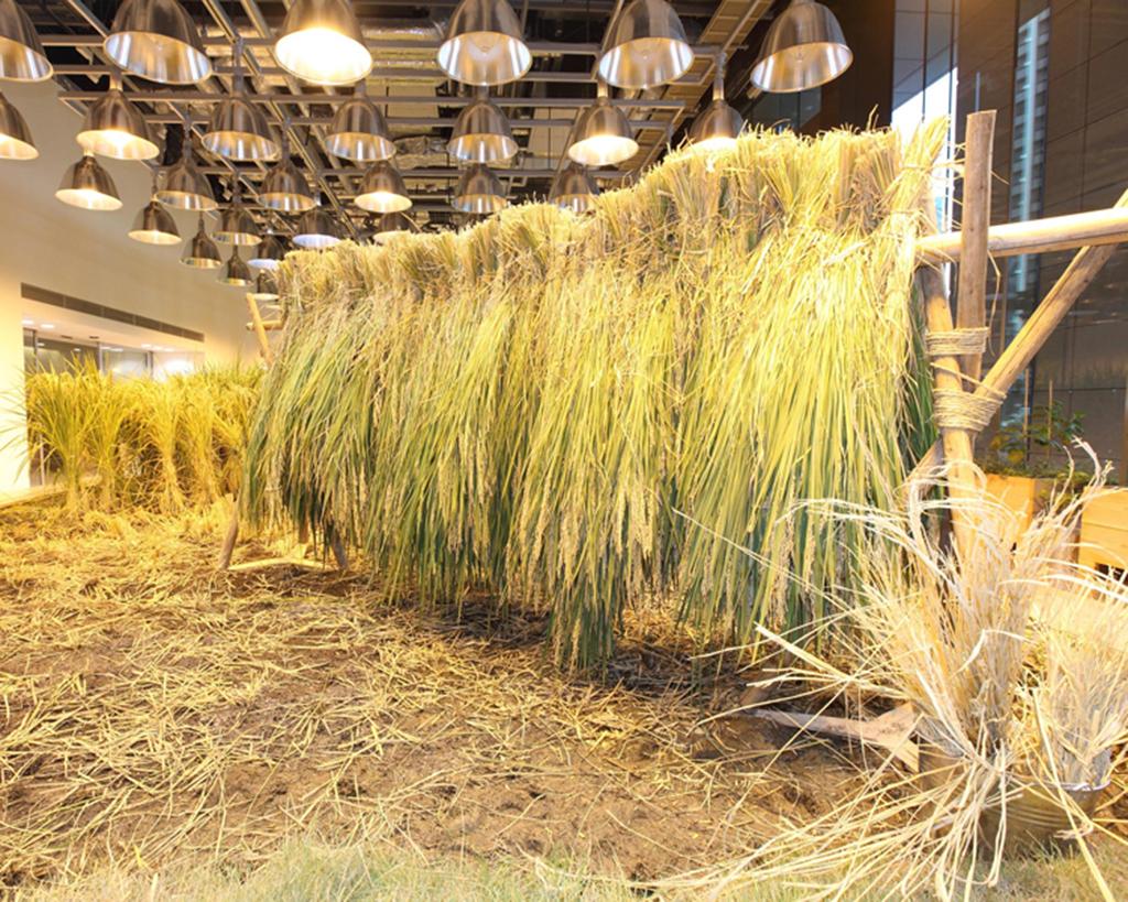 自己吃的稻米自己采收，而且就在办公室里面BY KONO DESIGN - 知乎