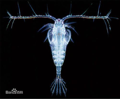 海绵宝宝里面的人物都是哪些动物？ - 知乎