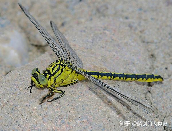 【动物界全系列】差翅亚目—春蜓科（下）：华春蜓 - 知乎