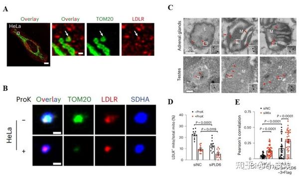 Nature Cell Biology | 新知识：细胞蛋白降解的第三条途径 - 知乎