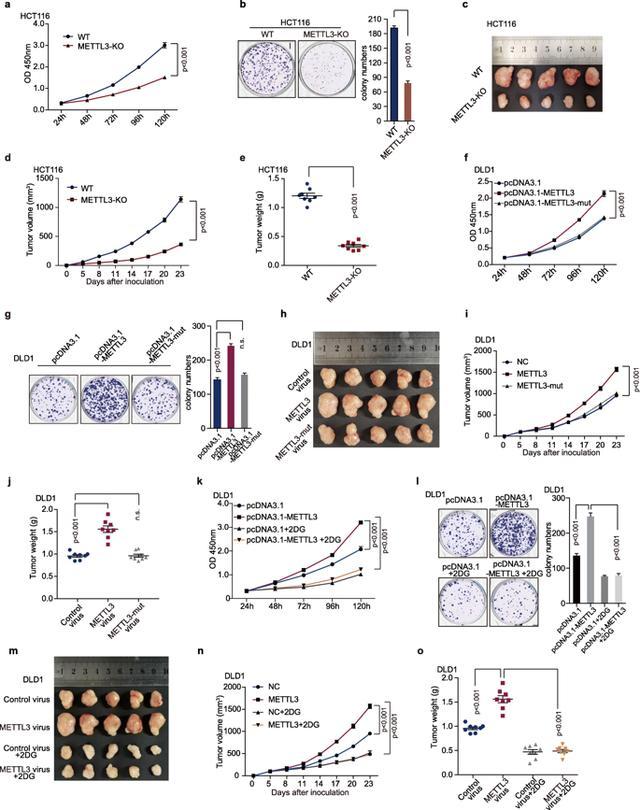 MOL CANCER | m6A依赖性糖酵解促进结直肠癌的进展 - 知乎