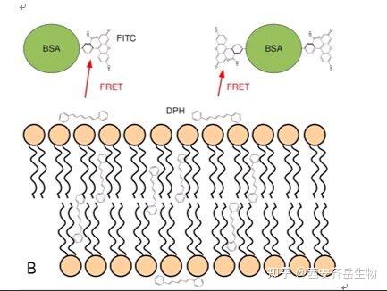 FITC-BSA，荧光素异硫氰酸标记牛血清白蛋白的技术资料 - 知乎