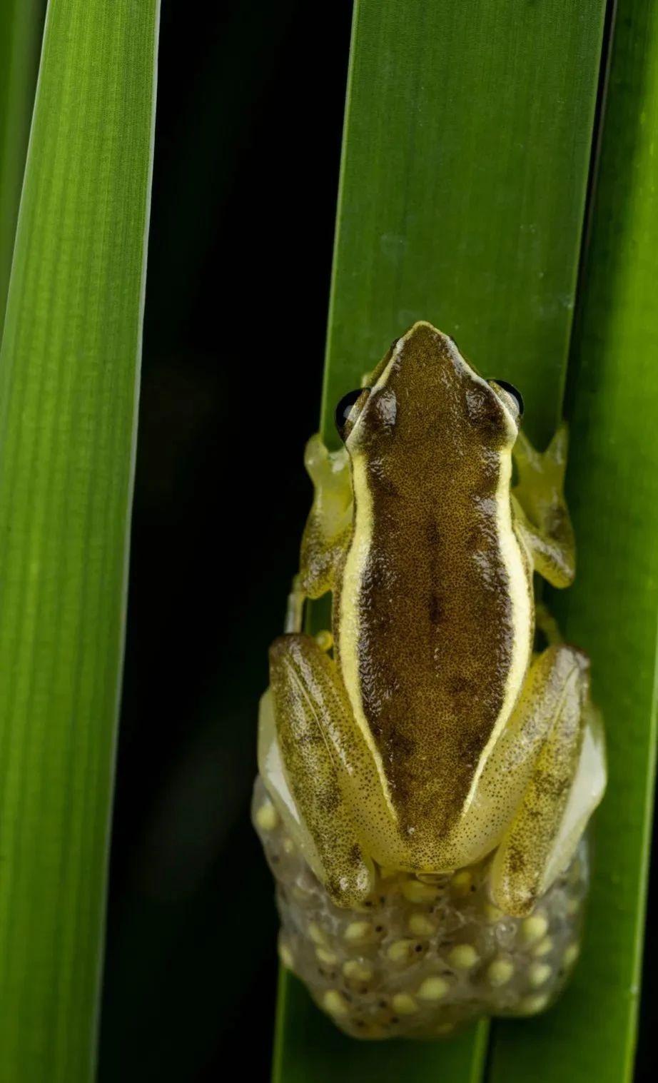 飞檐走壁的绝学 - 知乎