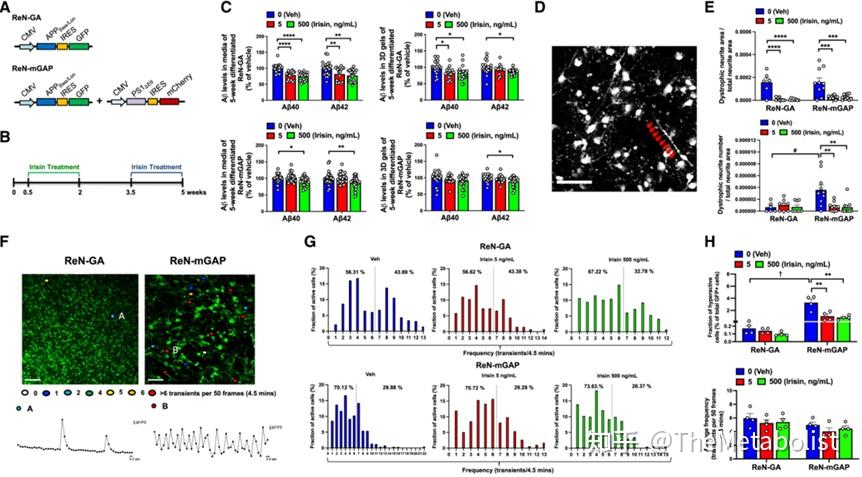 Neuron: Irisin让你不再困在时间里 - 知乎