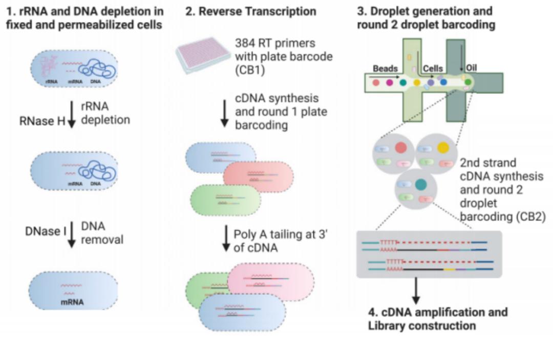 实测千例里程碑达成！ M20高通量单细菌RNA测序技术性能、数据全方位领跑 - 知乎