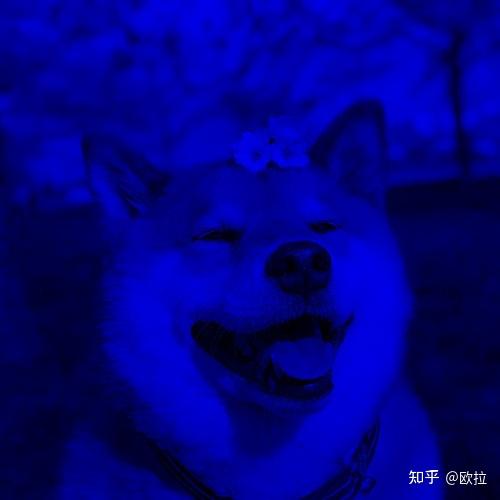 狗狗的色彩——从BGR图像说起 - 知乎
