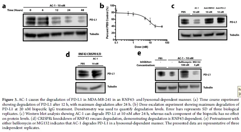 抗体版PROTAC：AbTAC - 知乎