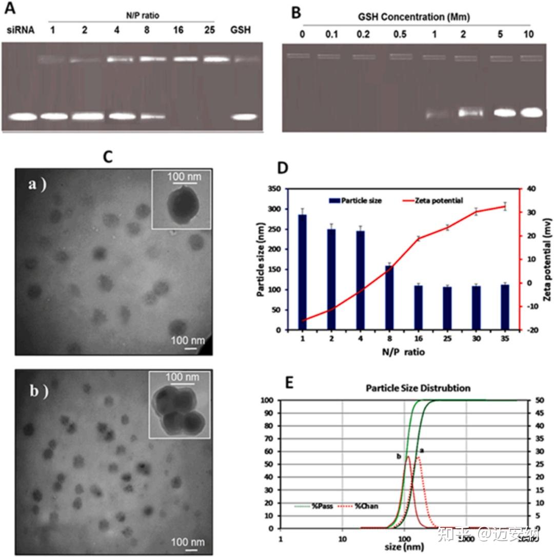 聚乙烯亚胺-环糊精纳米粒用于siRNA和DOX的共递送 - 知乎