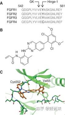 FGF19-FGFR4通路及FGFR4抑制剂的小结 - 知乎