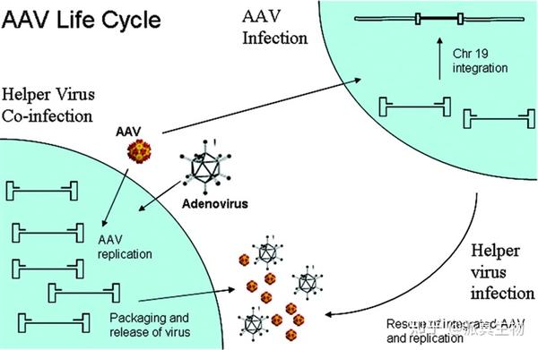 基础干货丨一文了解腺相关病毒（AAV） - 知乎