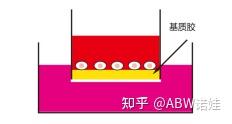 Transwell侵袭实验——入门篇 - 知乎