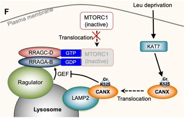 Autophagy | 华中农业大学晏向华教授团队揭示巴豆酰化修饰调控MTORC1通路的新机制 - 知乎