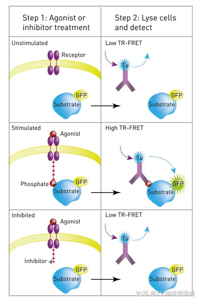 收藏！一文搞清各式各样的「TR-FRET」实验 - 知乎