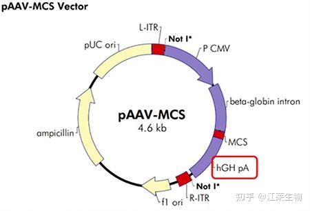 如何看懂文献里那些图——质粒图谱(Plasmid Profile) - 知乎