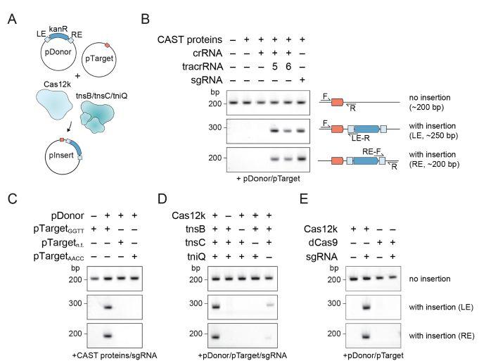 Science：Cas12k！张锋开发CRISPR相关转座酶系统，能将DNA片段精确地插入目标位点 - 知乎