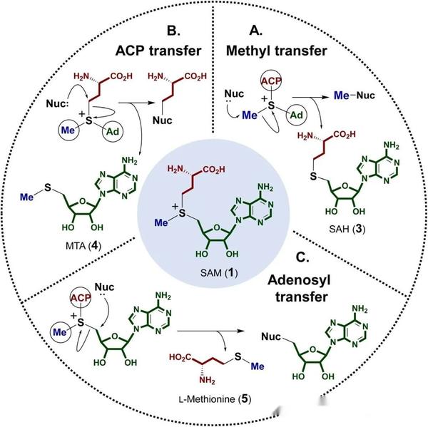 刘鸿文教授NPR综述│SAM不仅仅是甲基供体 - 知乎