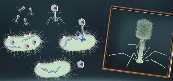 噬菌体展示：蛋白质与核酸偶联的理想平台 - 知乎